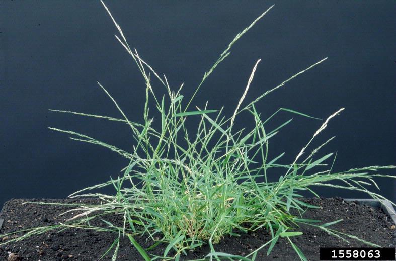 nimblewill (Muhlenbergia schreberi)