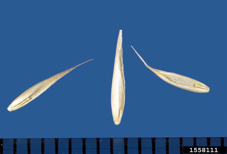 orchardgrass (Dactylis glomerata L.)