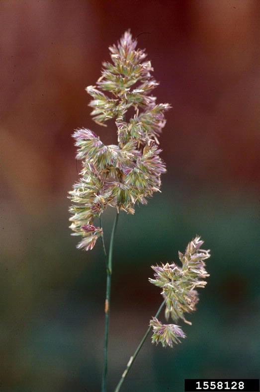 orchardgrass (Dactylis glomerata L.)