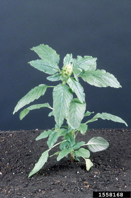 pigweed (Genus Amaranthus L.)