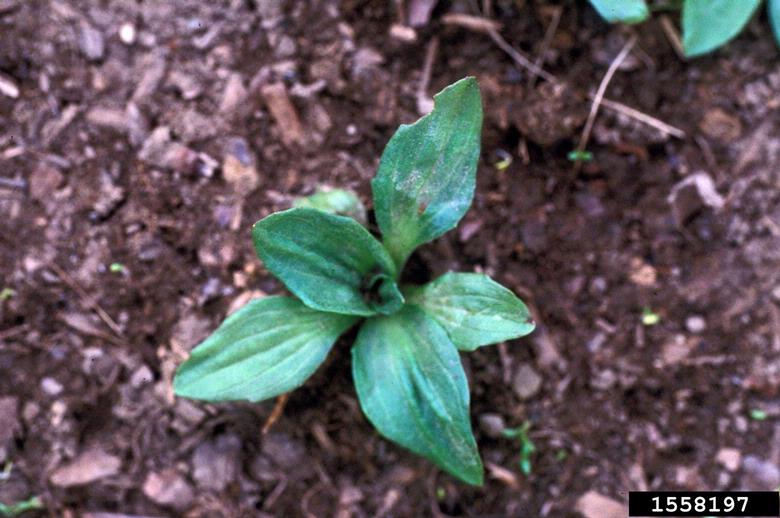 broadleaf plantain (Plantago major)
