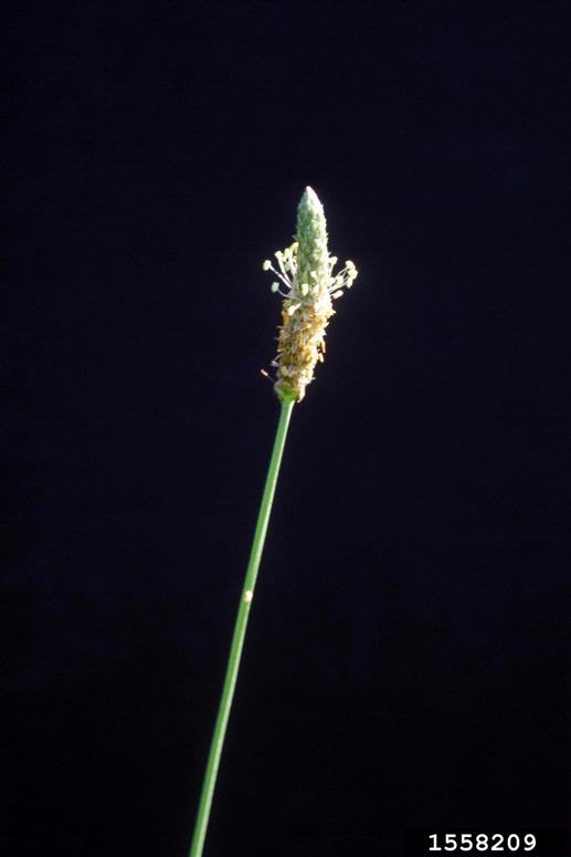 buckhorn plantain (Plantago lanceolata L.)