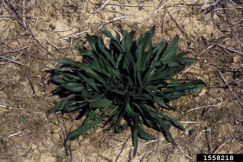 buckhorn plantain (Plantago lanceolata)