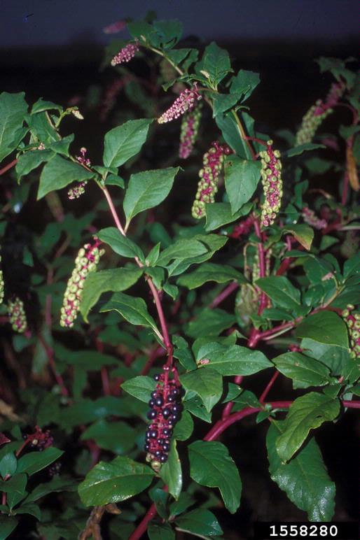 common pokeweed (Phytolacca americana L.)