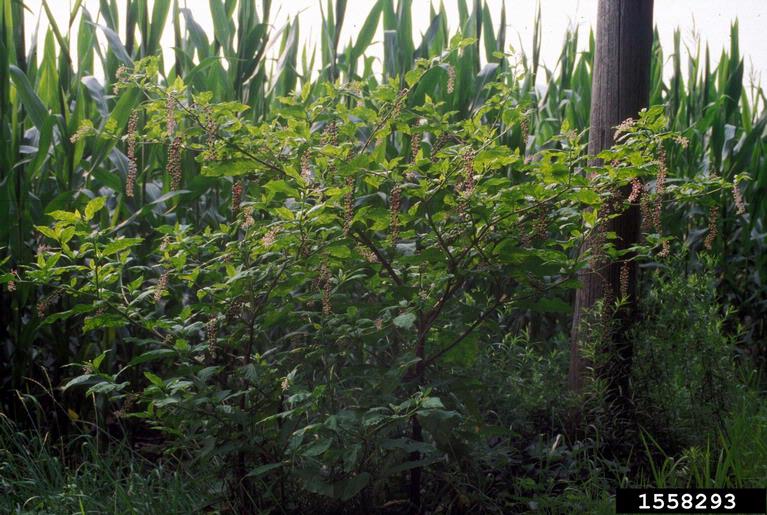 common pokeweed (Phytolacca americana L.)