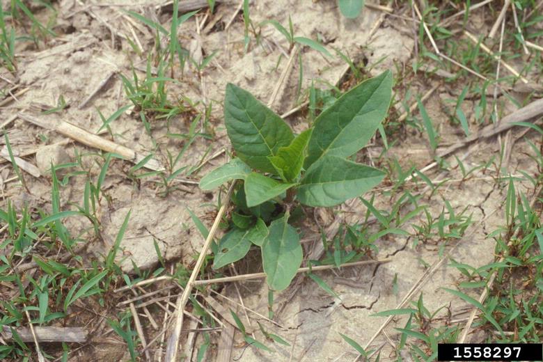 common pokeweed (Phytolacca americana L.)