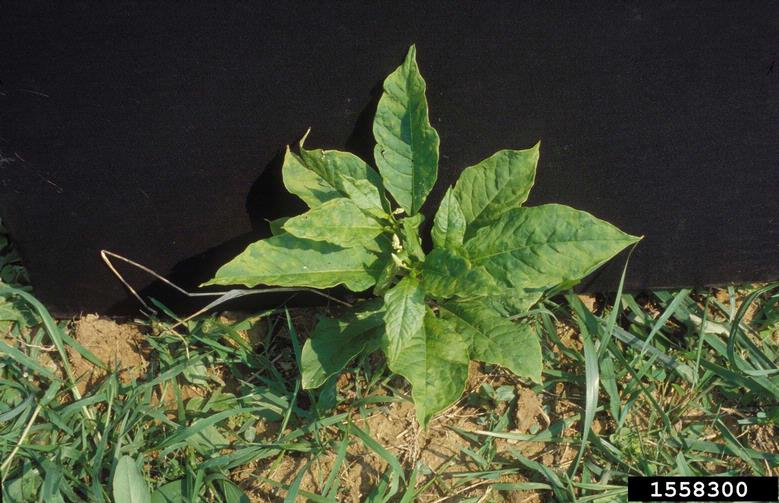 common pokeweed (Phytolacca americana L.)