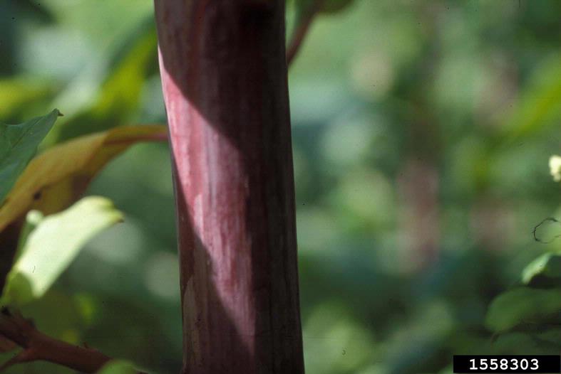 common pokeweed (Phytolacca americana L.)