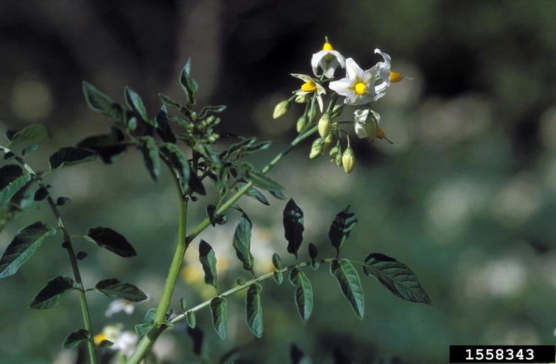 potato (Solanum tuberosum L.)