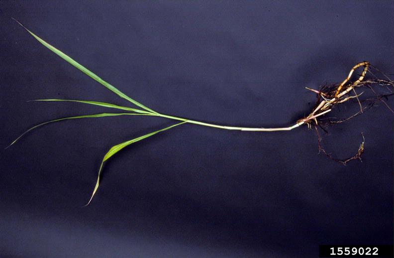 quackgrass (Elymus repens)