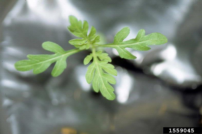 common ragweed (Ambrosia artemisiifolia L.)