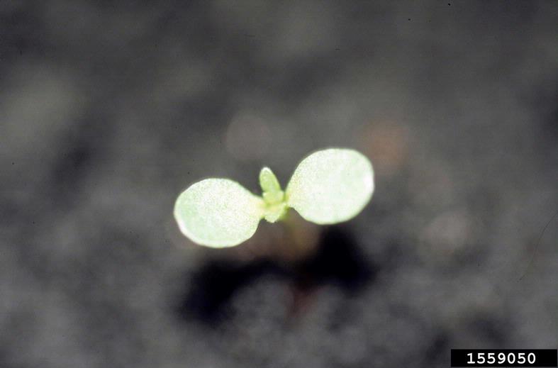 common ragweed (Ambrosia artemisiifolia)