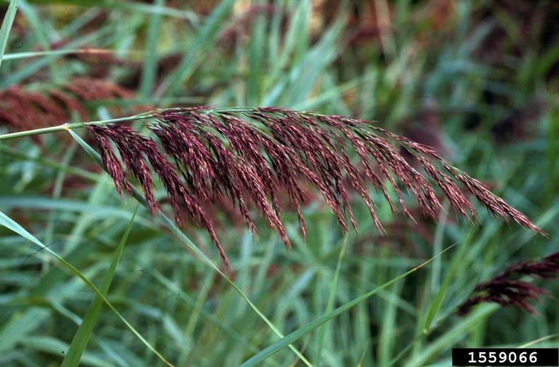 common reed (Phragmites australis (Cavanilles) Trinius ex Steudel)
