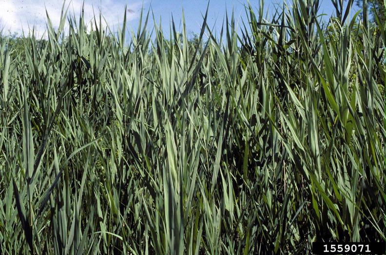 common reed (Phragmites australis (Cavanilles) Trinius ex Steudel)
