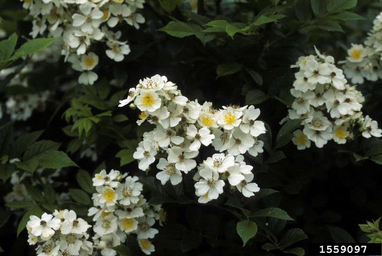 multiflora rose (Rosa multiflora Thunb.)