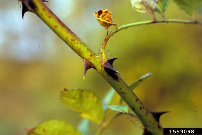 multiflora rose (Rosa multiflora Thunb.)