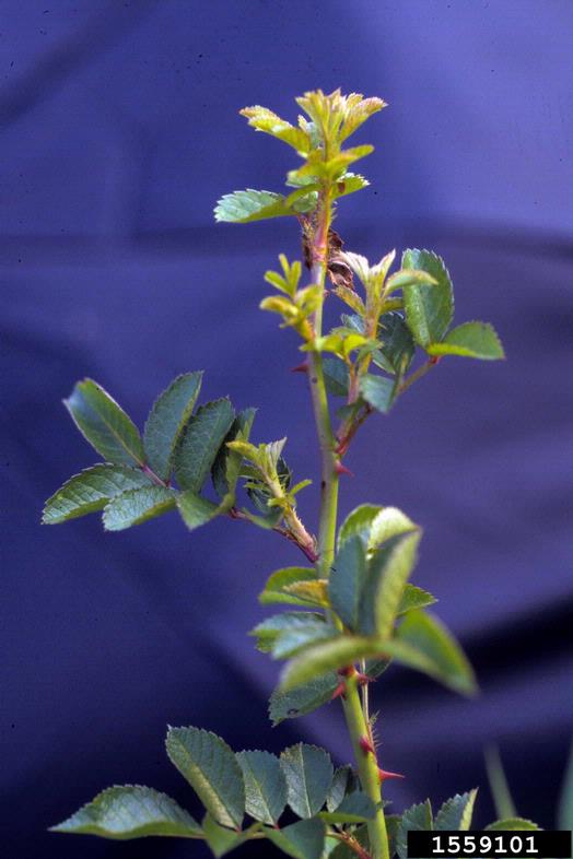 multiflora rose (Rosa multiflora Thunb.)