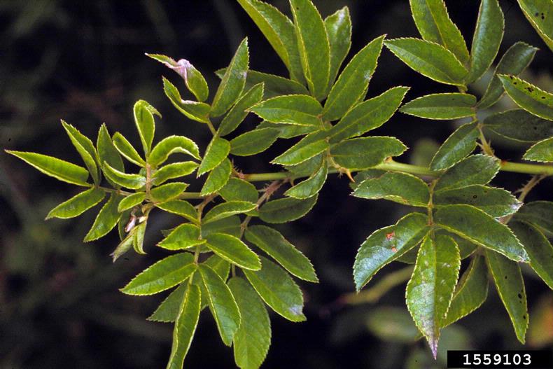 multiflora rose (Rosa multiflora Thunb.)