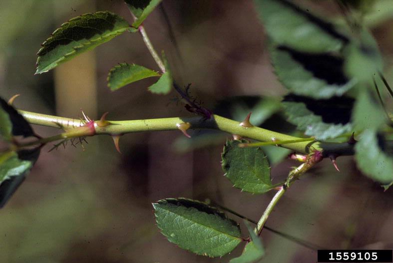multiflora rose (Rosa multiflora Thunb.)