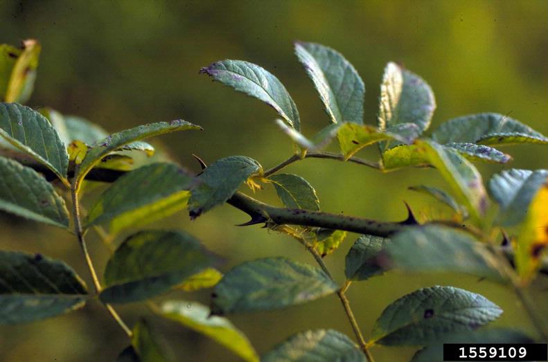multiflora rose (Rosa multiflora Thunb.)
