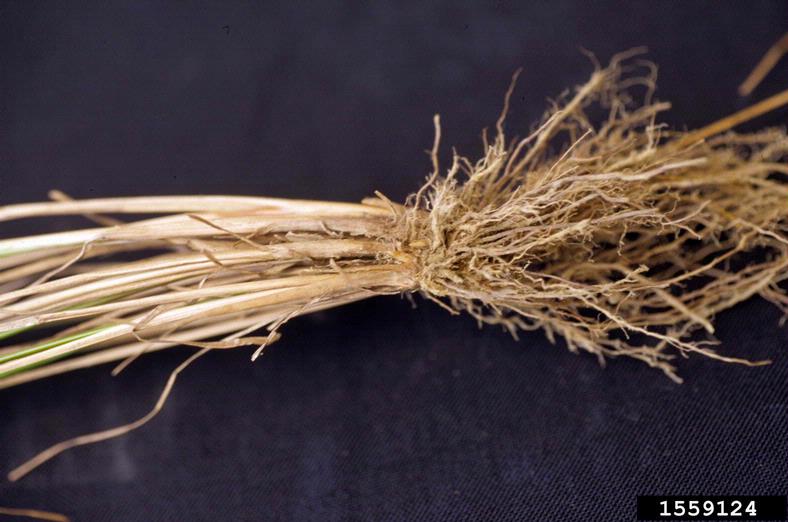 slender rush (Juncus tenuis Willd.)