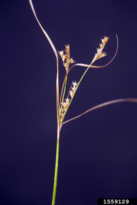 slender rush (Juncus tenuis)