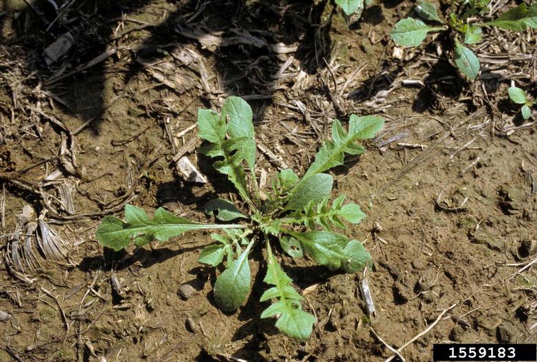 shepherd's-purse (Capsella bursa-pastoris (L.) Medik.)