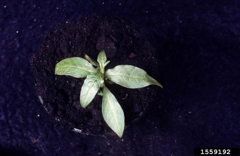 Pennsylvania smartweed (Persicaria pensylvanica (L.) M. Gómez)