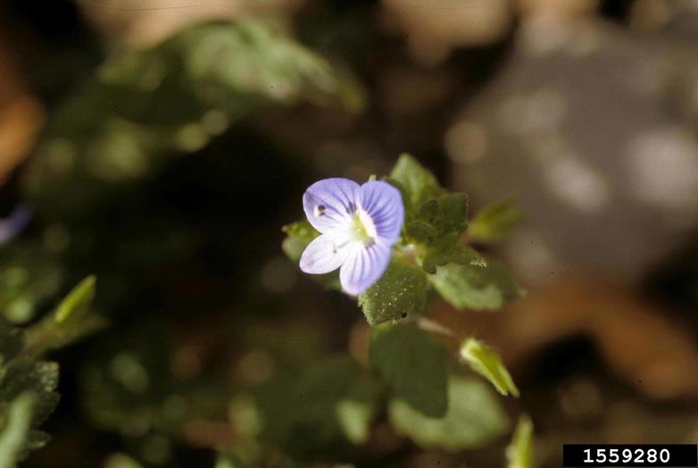 speedwell (Genus Veronica L.)