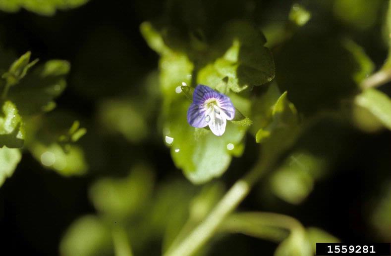 speedwell (Genus Veronica L.)