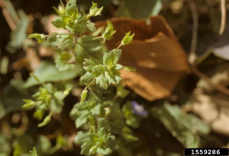 speedwell (Genus Veronica L.)