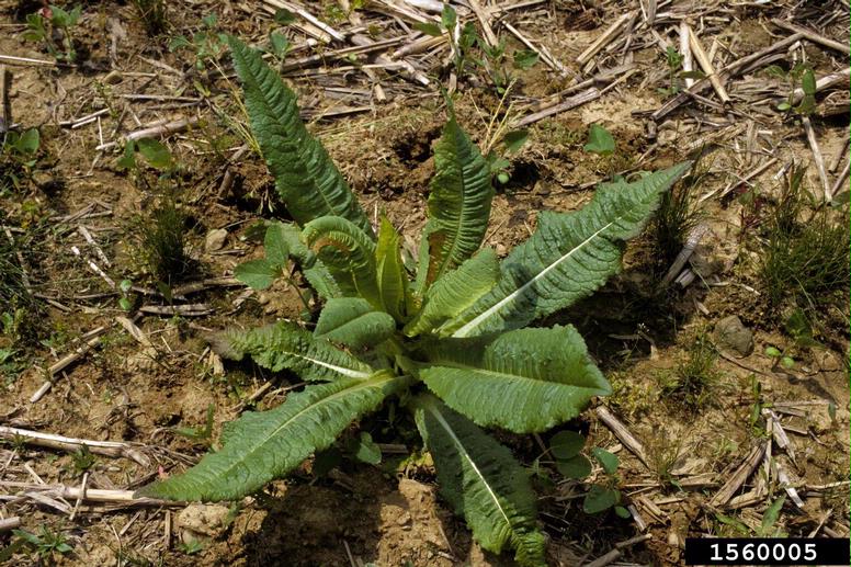 common teasel (Dipsacus fullonum L.)