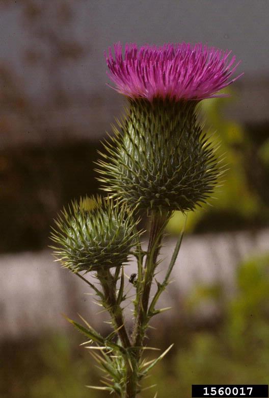 bull thistle (Cirsium vulgare (Savi) Ten.)