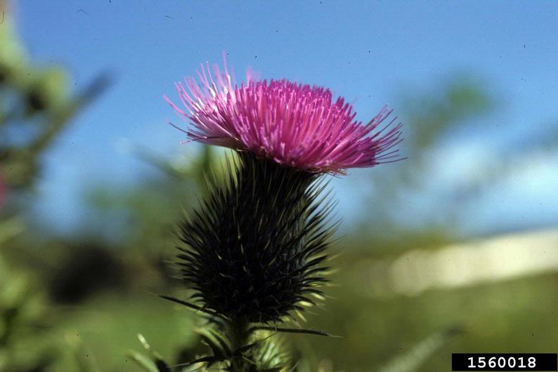 bull thistle (Cirsium vulgare (Savi) Ten.)