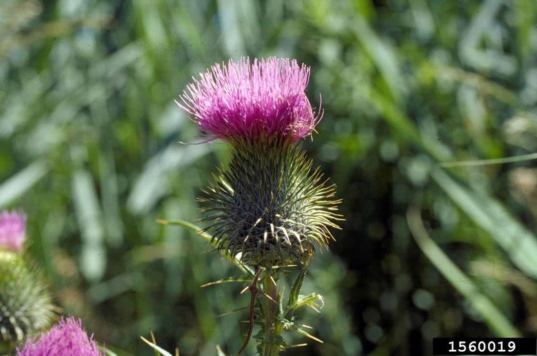 bull thistle (Cirsium vulgare (Savi) Ten.)