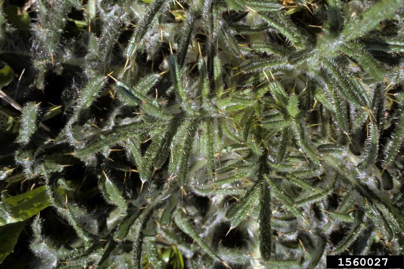 bull thistle (Cirsium vulgare)