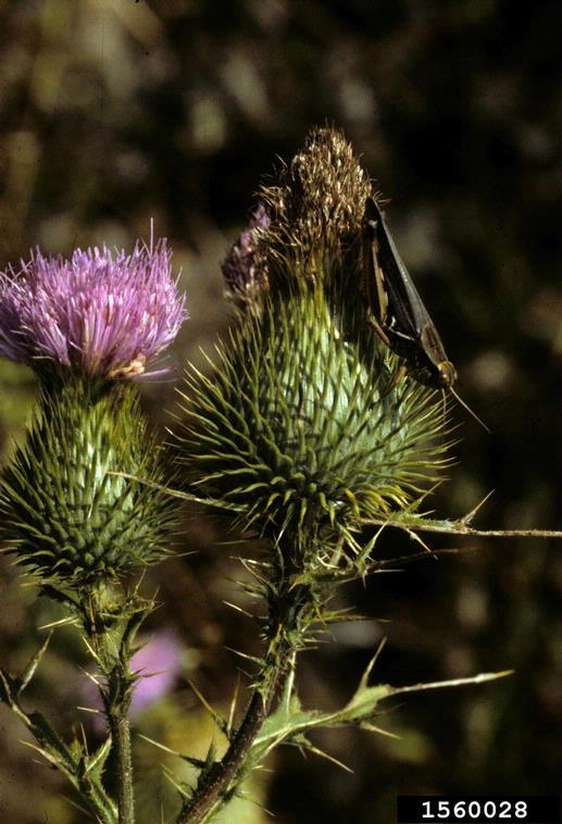 bull thistle (Cirsium vulgare (Savi) Ten.)