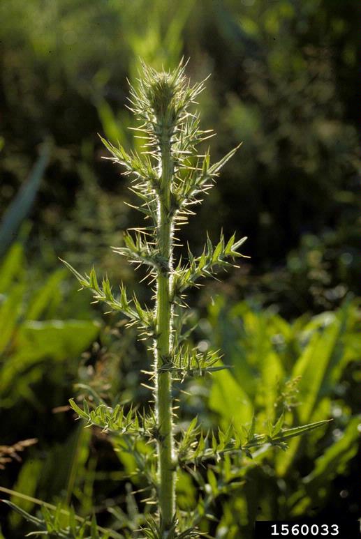 bull thistle (Cirsium vulgare (Savi) Ten.)