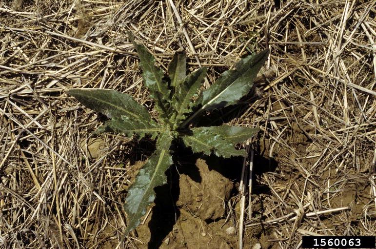 Canada thistle (Cirsium arvense)