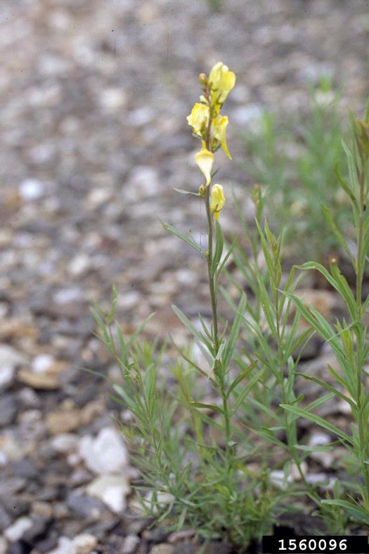 yellow toadflax (Linaria vulgaris)