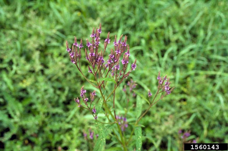 blue vervain (Verbena hastata L.)