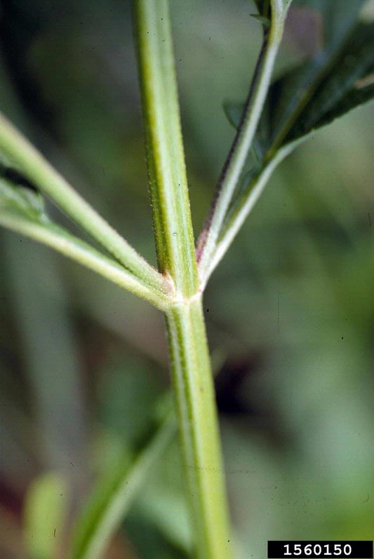 blue vervain (Verbena hastata L.)