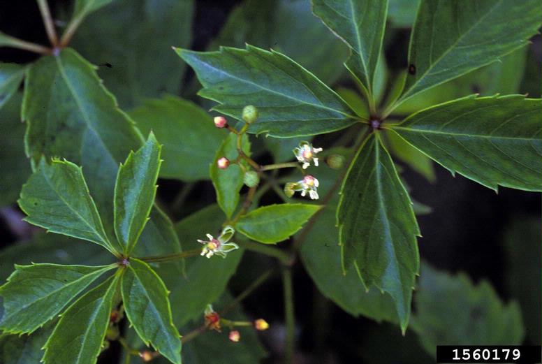 Virginia-creeper (Parthenocissus quinquefolia (L.) Planch.)