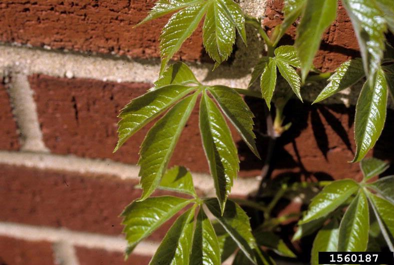 Virginia-creeper (Parthenocissus quinquefolia (L.) Planch.)