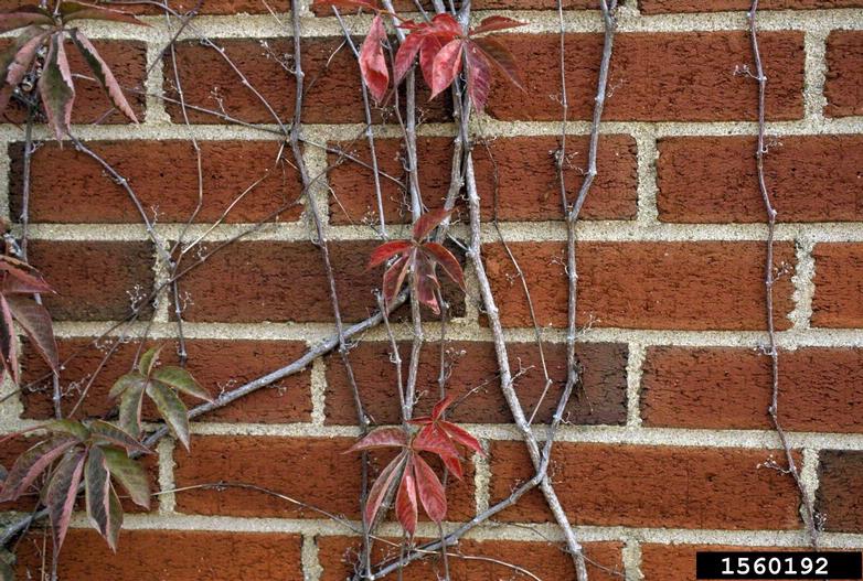 Virginia-creeper (Parthenocissus quinquefolia (L.) Planch.)