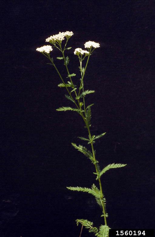 common yarrow (Achillea millefolium)