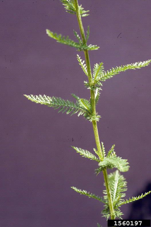 common yarrow (Achillea millefolium L.)