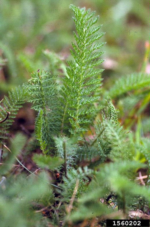 common yarrow (Achillea millefolium L.)