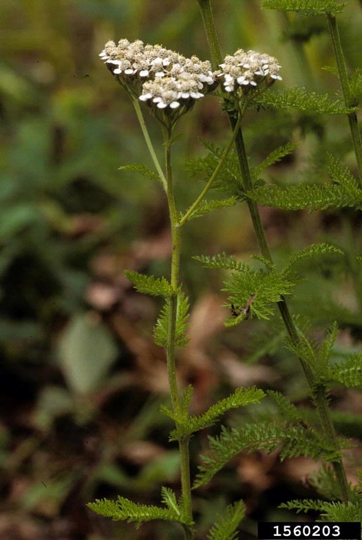 common yarrow (Achillea millefolium L.)