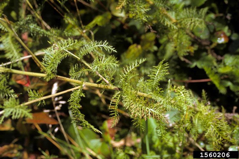 common yarrow (Achillea millefolium L.)